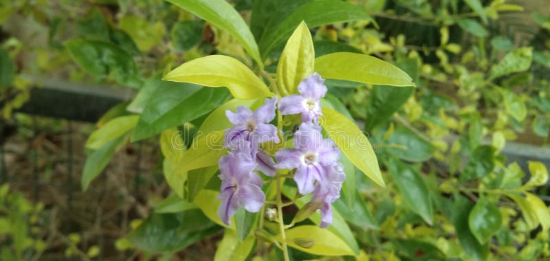Duranta Erecta Purple Flower Garden Plant Stock Image - Image of herb ...