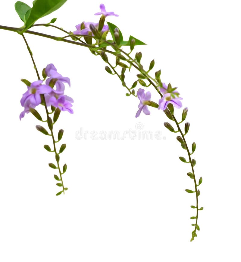 Duranta erecta. stock photo. Image of berry, beauty - 160082414