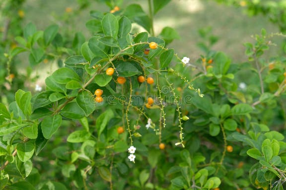 Duranta Erecta and White Flower Stock Image - Image of verbenaceae ...