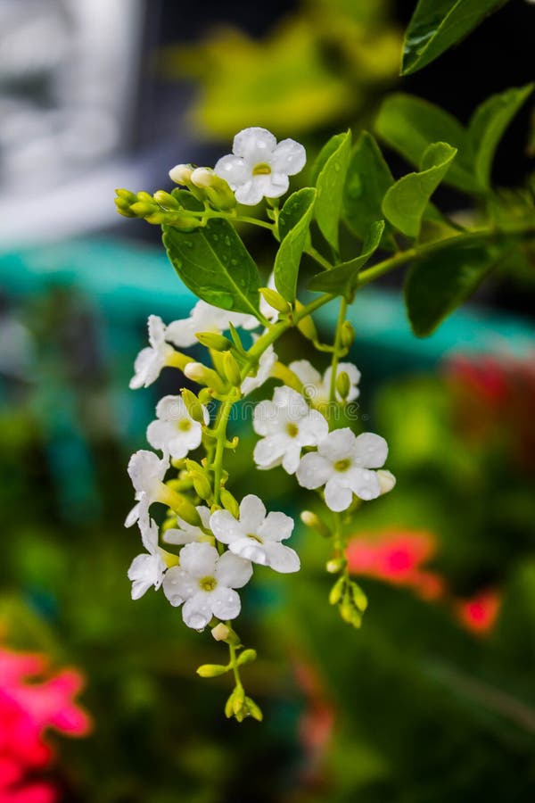 1,848 Duranta Stock Photos - Free & Royalty-Free Stock Photos from ...