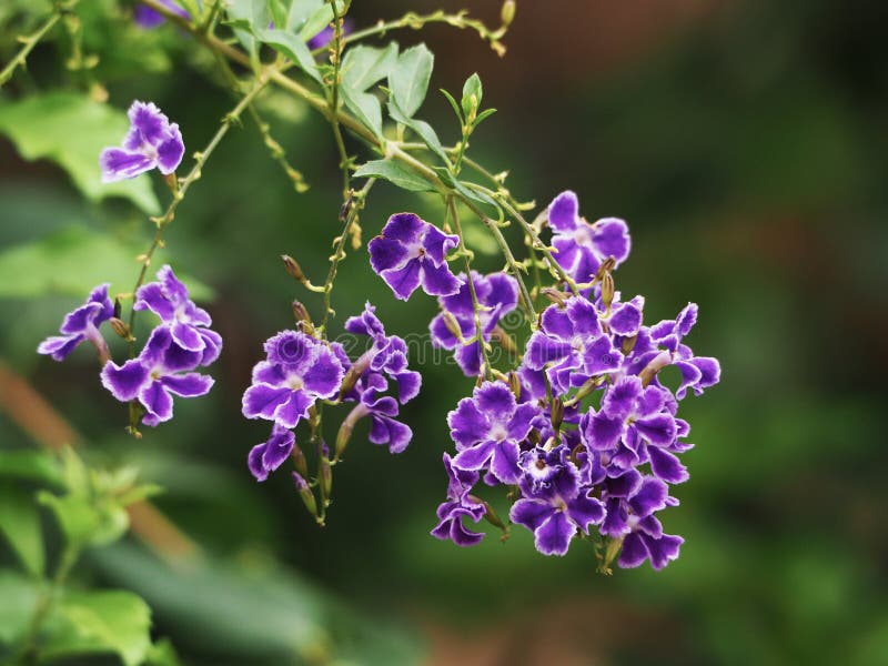 A duranta repens flower stock image. Image of flower - 163109555