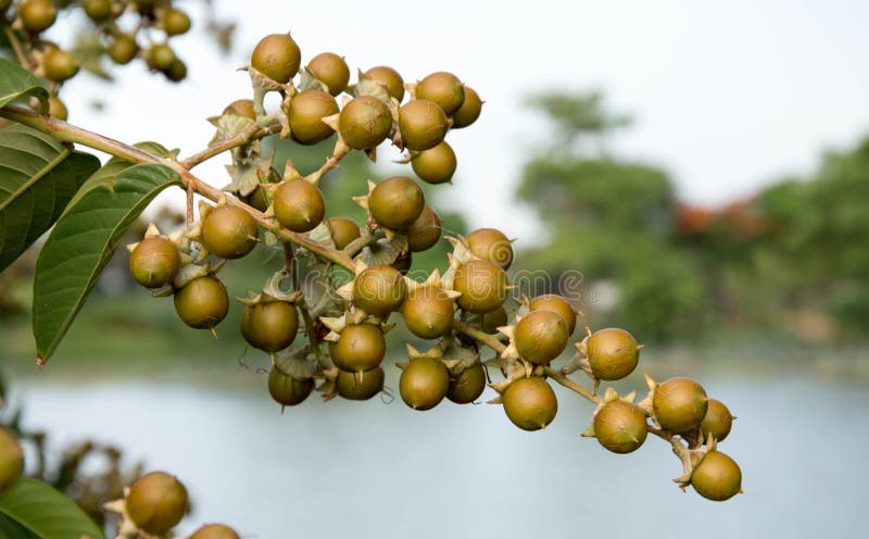 Duranta repens Linn tree stock image. Image of gold, golden - 42056249