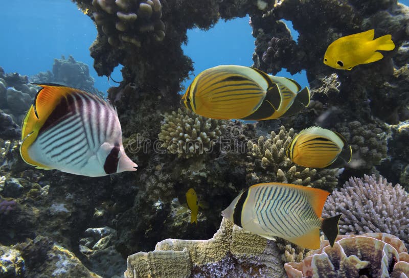 Durata Subacquea Del Mar Rosso Nell'Egitto Pesci E Corallo Di Mare ...
