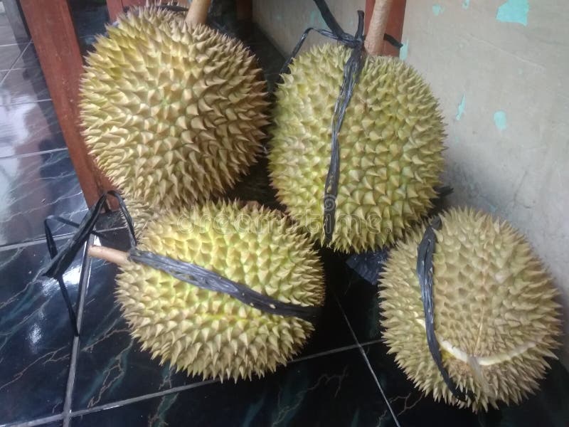 Duren Fruit that is Very Loved by Indonesian Citizens Stock Photo ...