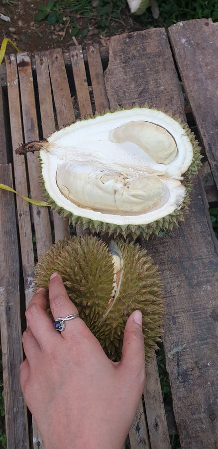 Duren is my fave fruit stock photo. Image of carving - 384225088