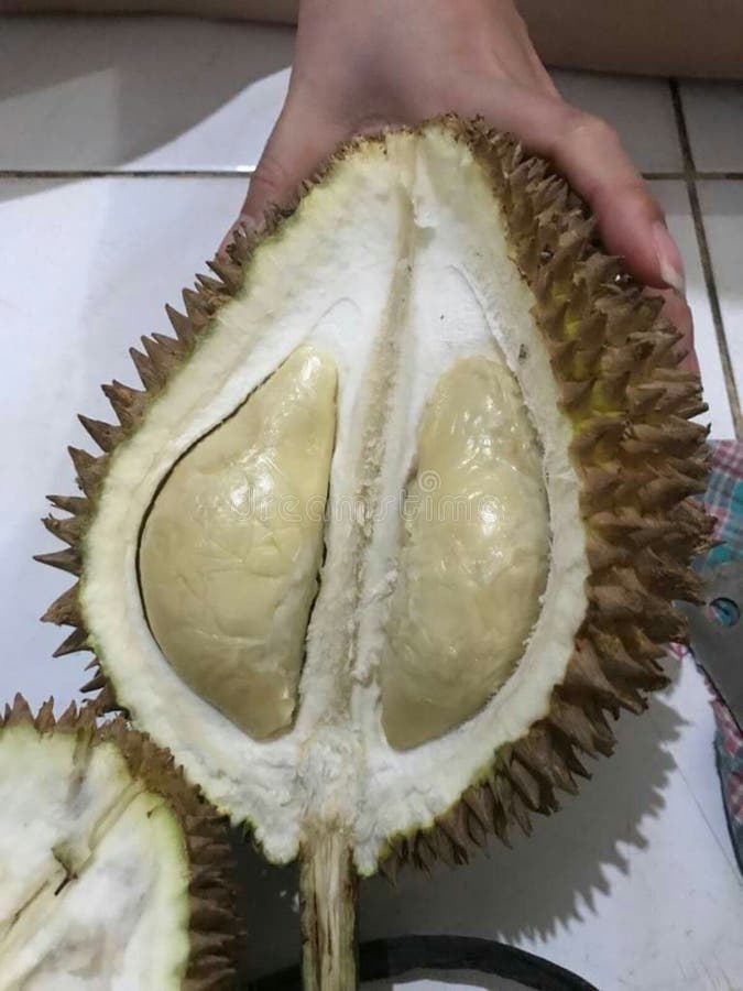 Durian stock afbeelding. Image of goed, vrucht, smaak - 113339273
