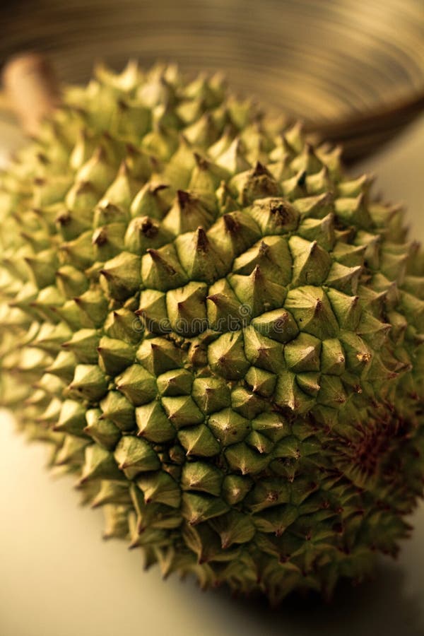 Durian stock image. Image of exotic, nutrition, nature - 20309837