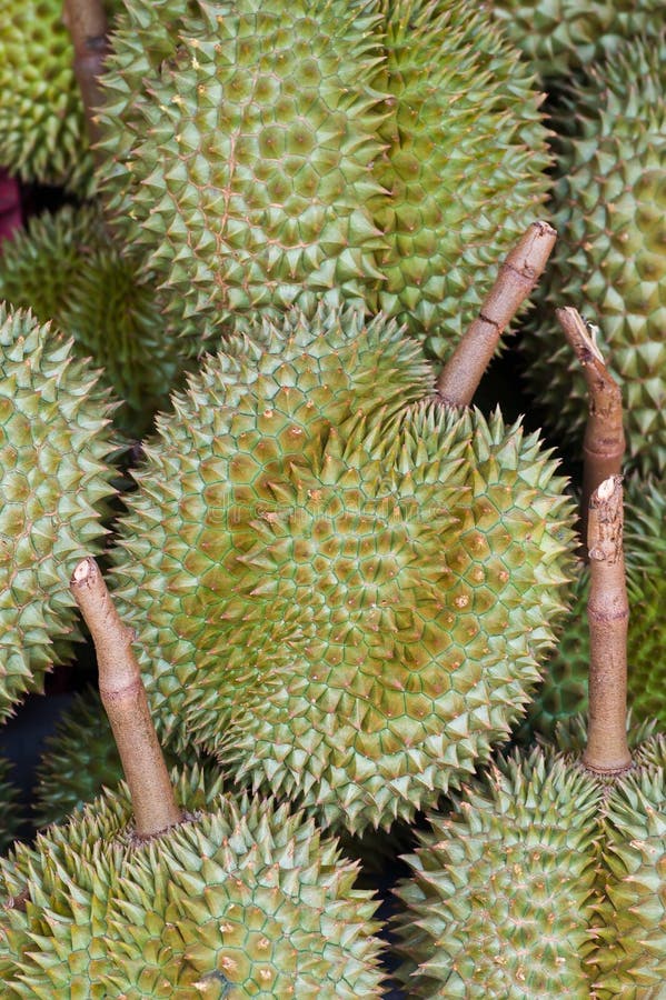 Durian foto de archivo. Imagen de malasia, singapur, fruta - 71185472