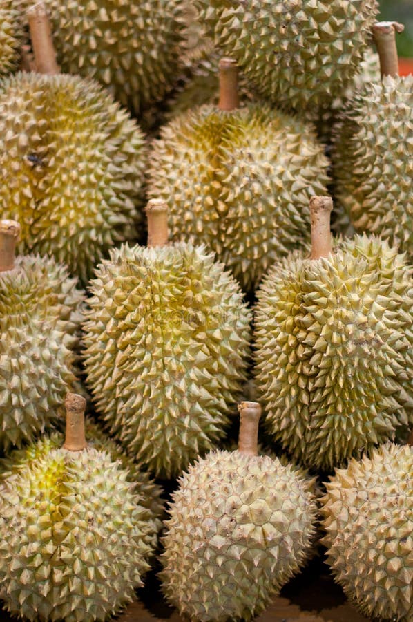Durian stock image. Image of pungent, durian, seasonal - 27912747