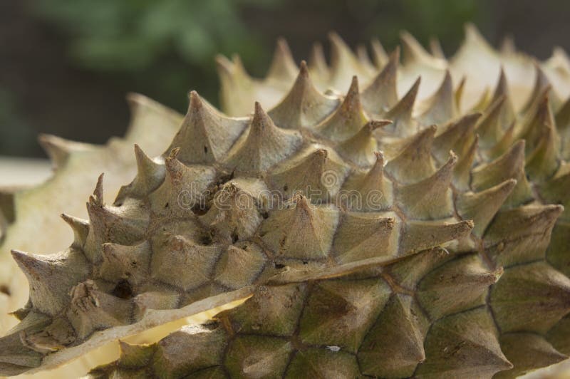 Durian Asian Tropical Smell Spike Thai Exotic Concept Stock Image ...