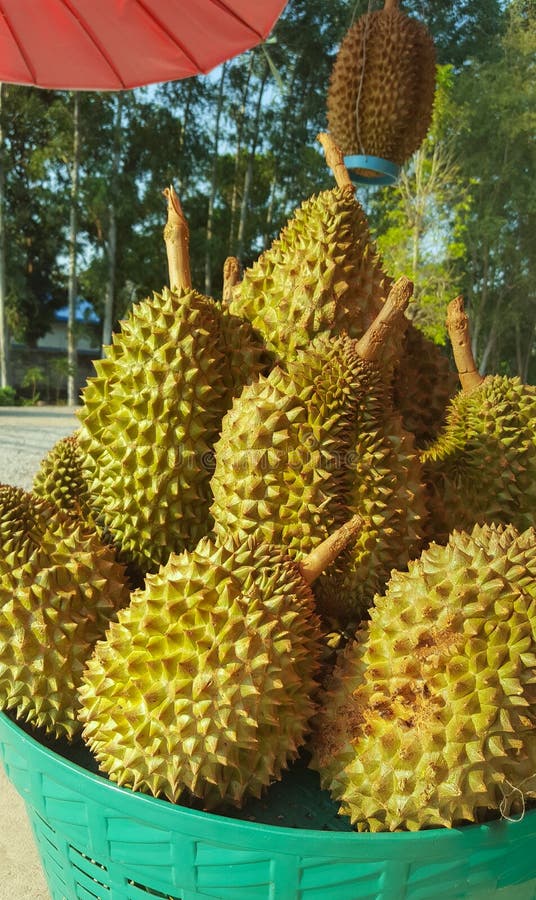 Durian in the basket stock photo. Image of white, tropical - 70285676