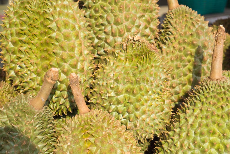 Durian in the basket stock photo. Image of white, tropical - 70285676