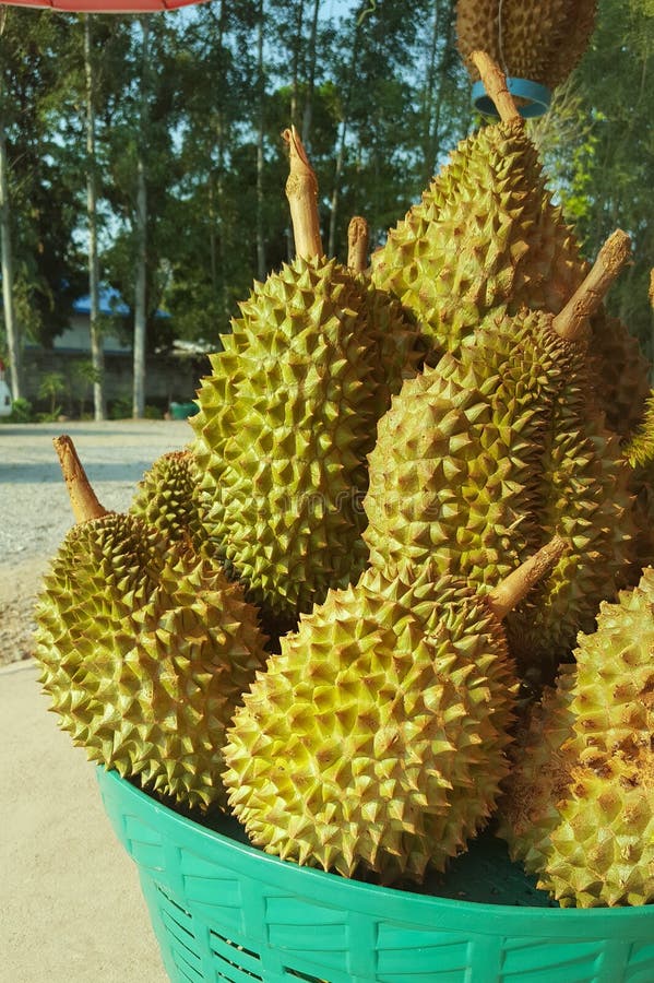 Durian in the basket stock photo. Image of white, tropical - 70285676