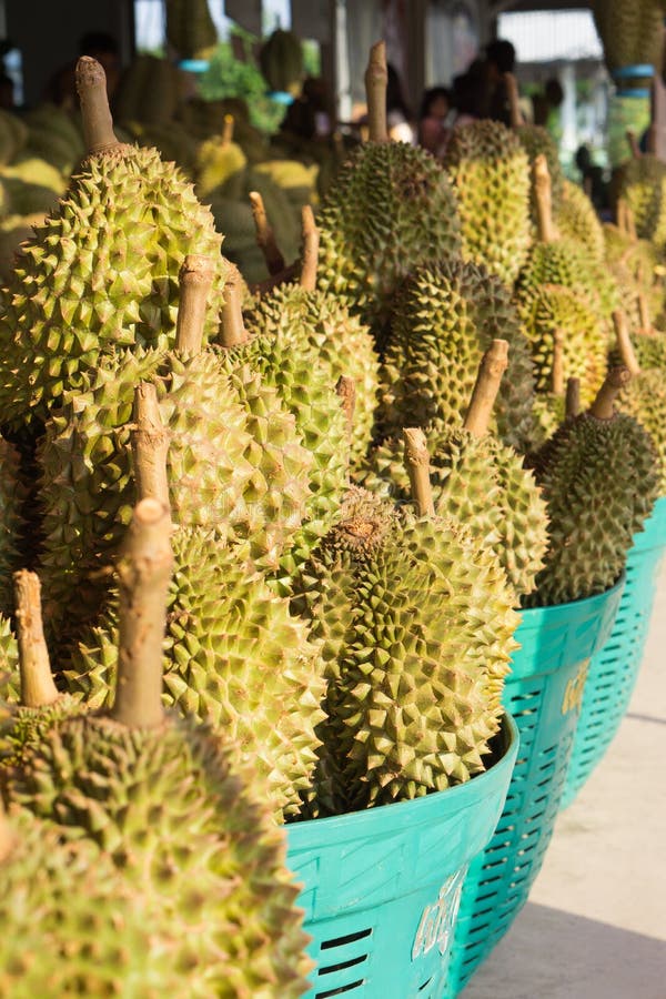 Durian in the basket stock photo. Image of white, tropical - 70285676