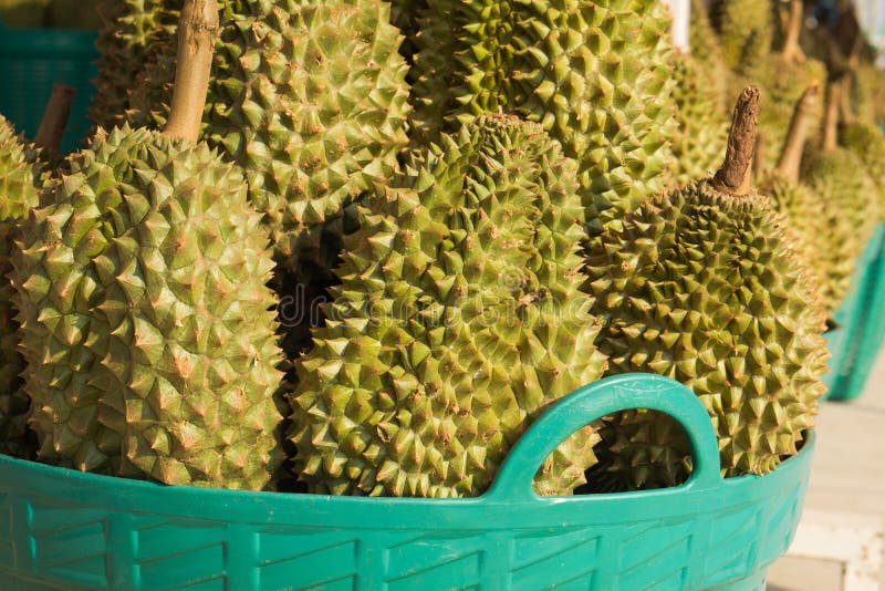 Durian in the basket stock photo. Image of white, tropical - 70285676