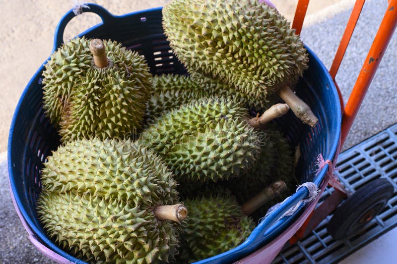 Durian in the basket stock photo. Image of white, tropical - 70285676
