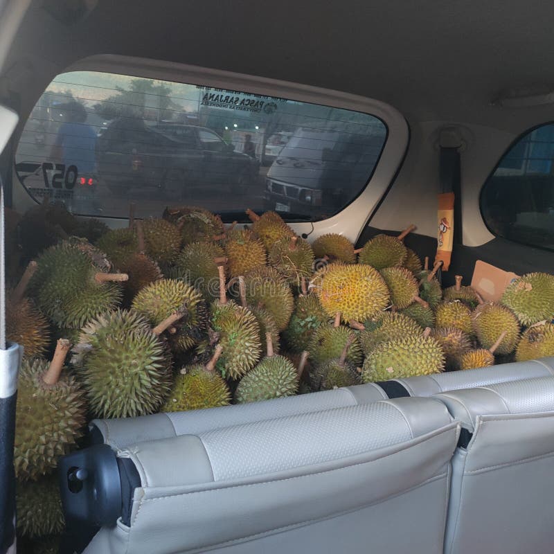 Durian Behind the Car for Sale Stock Image - Image of smell, good ...