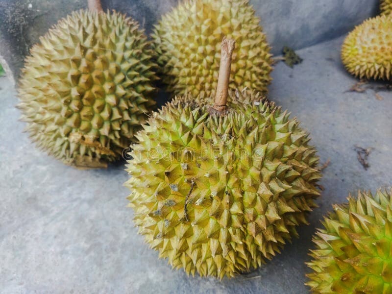 Durian is a Big Fruit with a Hard Shell with Sharp Thorns Stock Photo ...