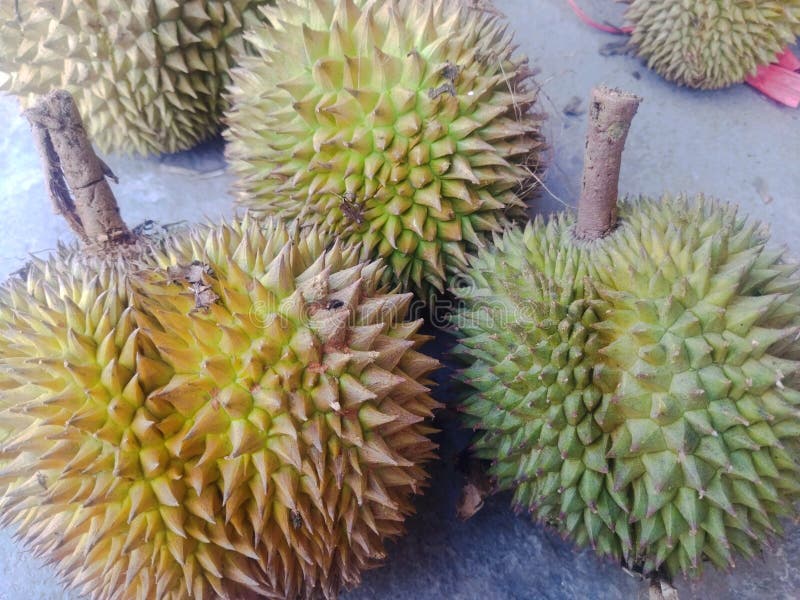 Durian is a Big Fruit with a Hard Shell with Sharp Thorns Stock Image ...