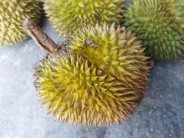 Durian is a Big Fruit with a Hard Shell with Sharp Thorns Stock Image ...