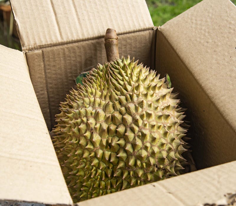 Durian in the Box for Customer Stock Photo - Image of nature, package ...