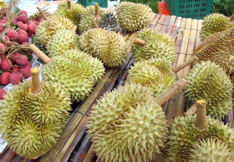 Durian. stock image. Image of sharp, durian, piece, peeled - 42085815