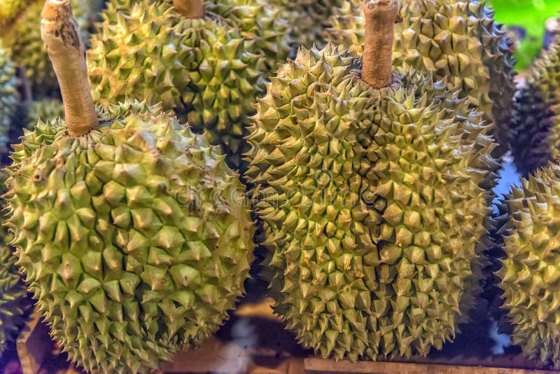 India: a Durian Plant is Growing in the Tropical Forest in Kerala Stock ...