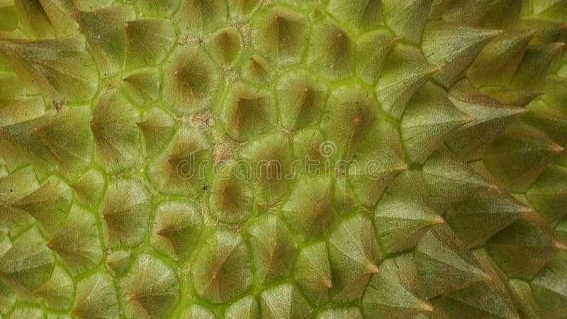 Durian cover or skin stock photo. Image of find7, cover - 42639872