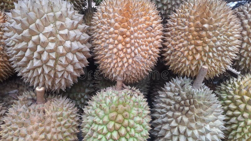 Durian is Delicious and Rich in Vitamins Stock Photo - Image of green ...