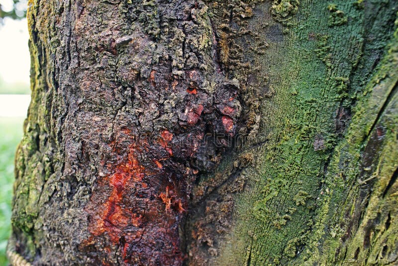 Durian Disease, Stem Rot from Fungi Stock Image - Image of food ...