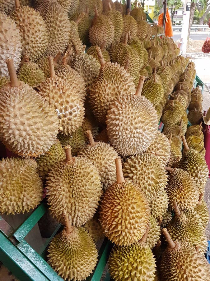 Durian Display at Hawker Street Editorial Stock Image - Image of ...
