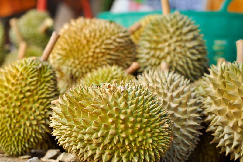 Durian stock photo. Image of dessert, nature, durian - 108773384