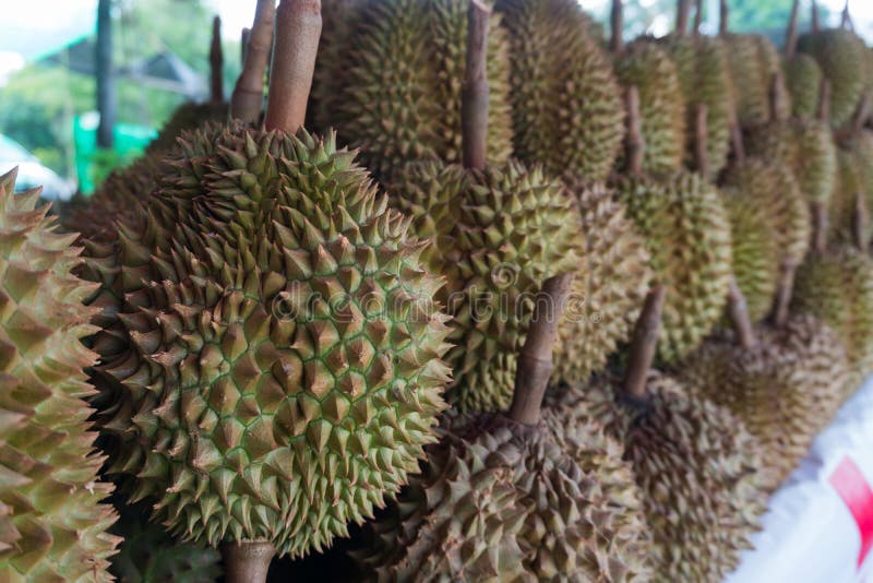 Durian El Rey De Las Frutas Para La Venta Foto de archivo - Imagen de ...