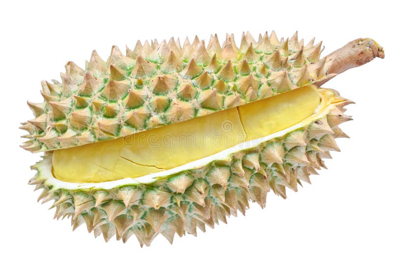 Durian En El Aislante Blanco Imagen de archivo - Imagen de vitamina ...