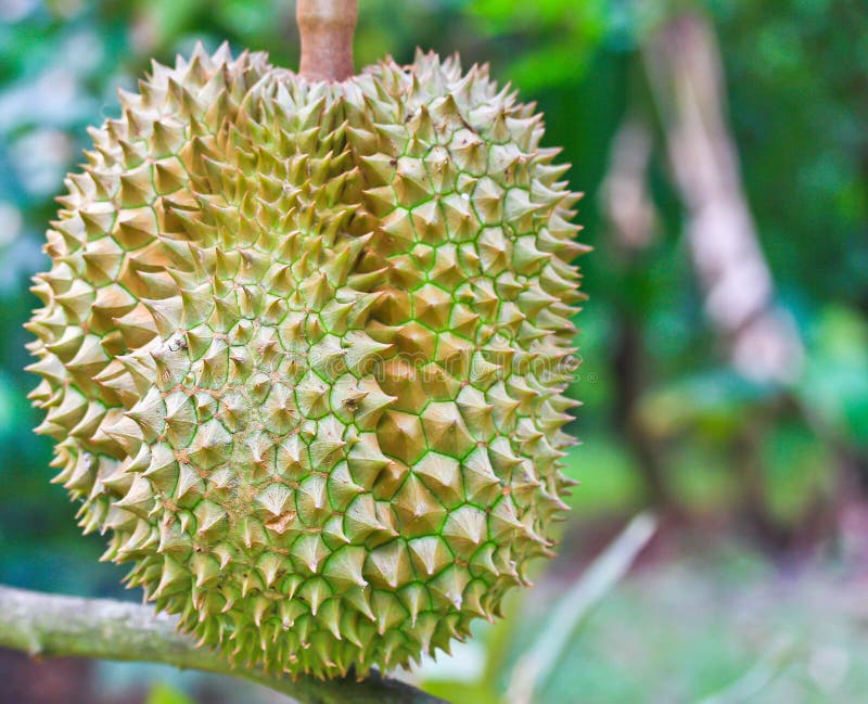 Durian stock photo. Image of climate, plant, green, shape - 38868676