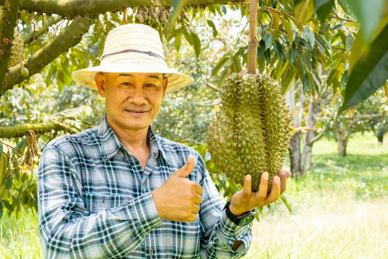 Durian Farmer with Durians on the Durian Tree in a Durian Orchard Stock ...