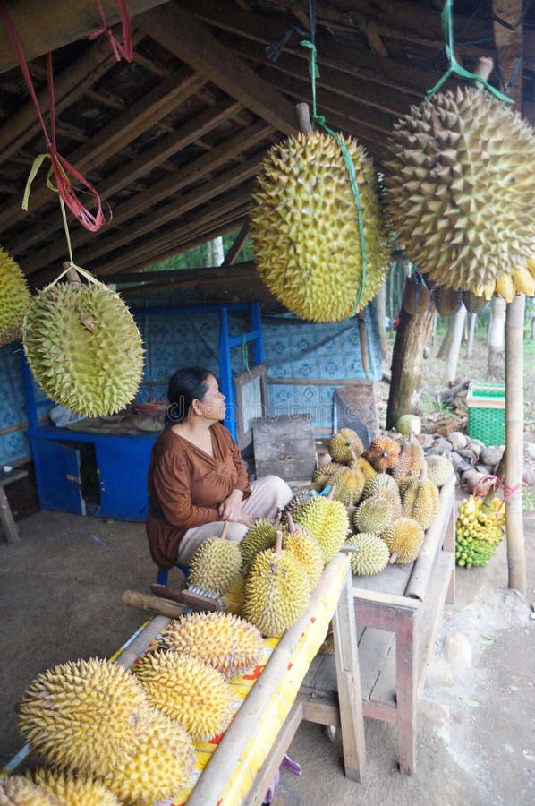 Durian editorial stock photo. Image of solo, roadside - 35620763