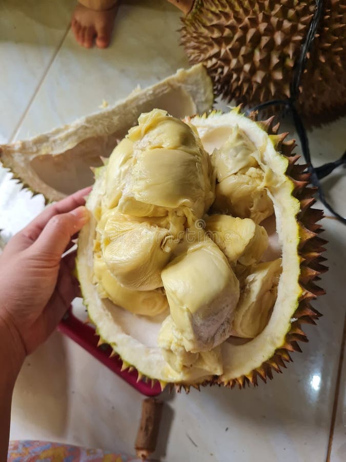 Durian favorite food stock photo. Image of durian, snack - 271345186