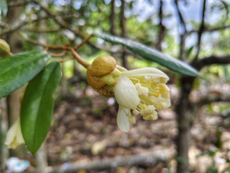 Durian Flower before Becoming a Fruit Stock Photo - Image of fruit ...