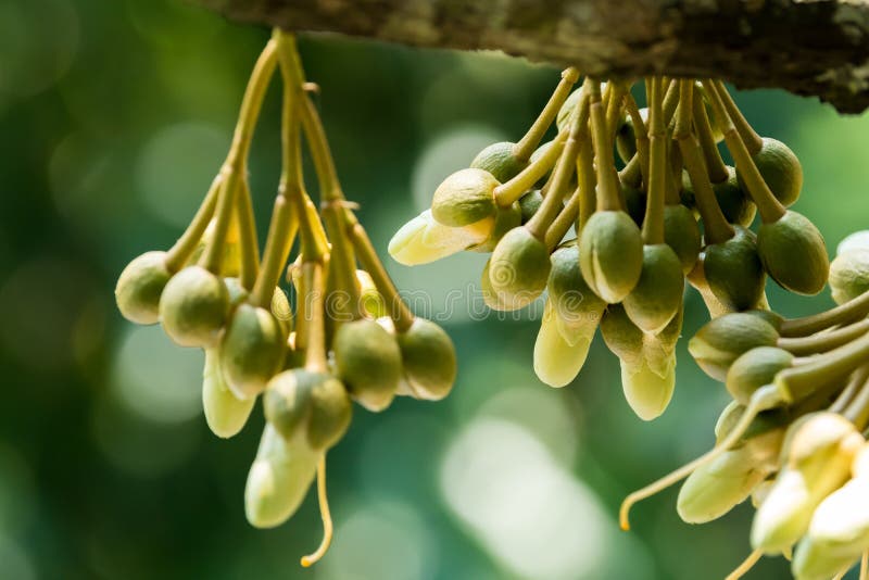 The Durian Flower is Bloominng on Tree Stock Photo - Image of blossom ...