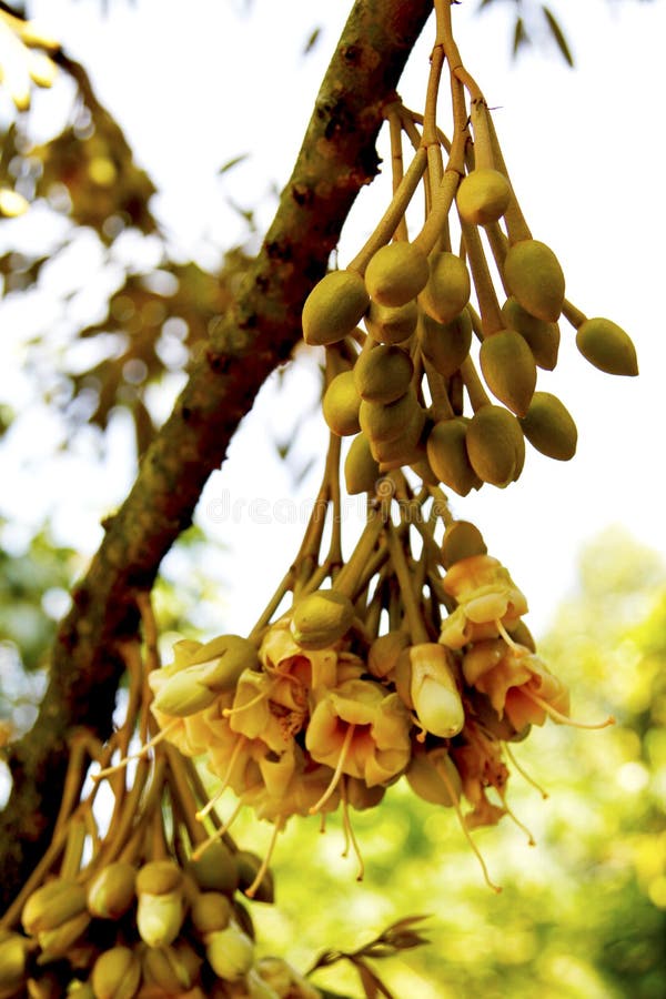 1,129 Durian Tree Flower Stock Photos - Free & Royalty-Free Stock ...