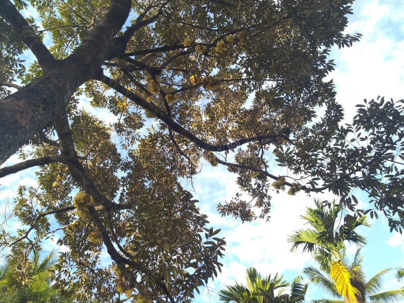Durian flowers in bloom stock image. Image of produce - 261872461