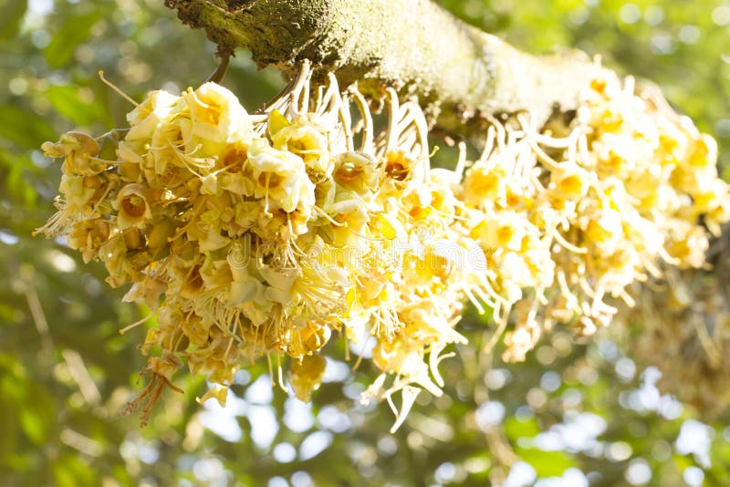 Durian flowers bud on tree stock photo. Image of flora - 89228314