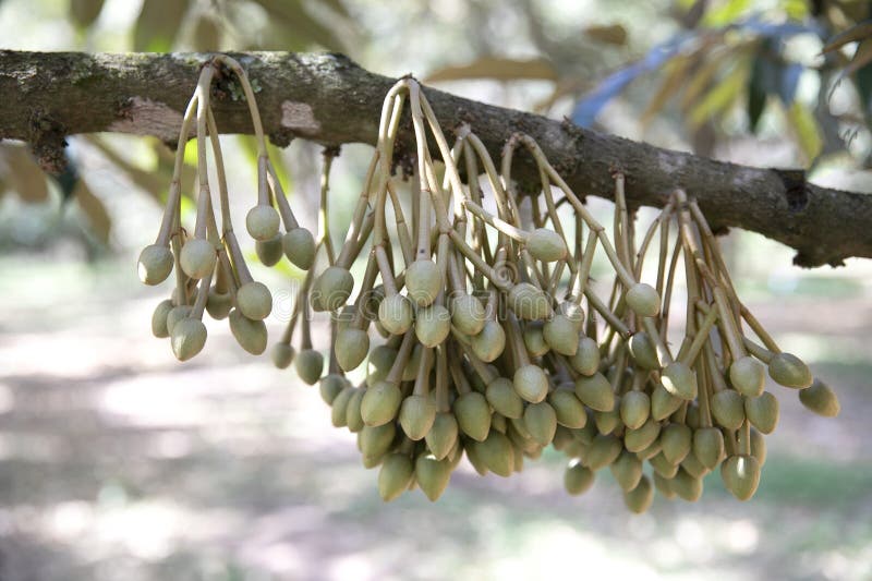 Durian Flowers Bud on Durian Tree Stock Photo - Image of floral ...