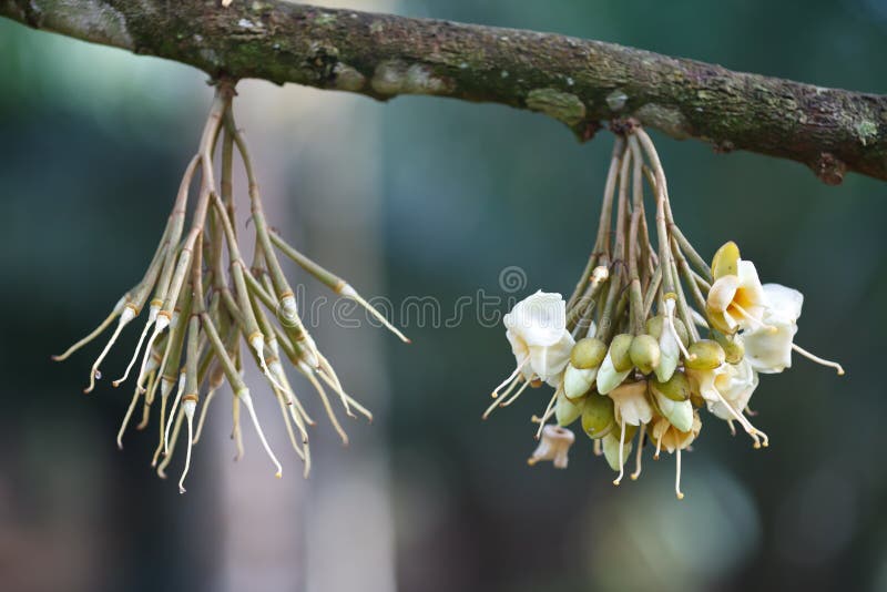 Durian flowers stock image. Image of flowers, flowerlets - 72044235
