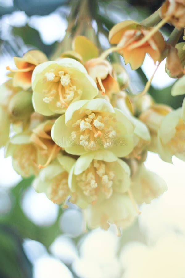 Durian Flowers Ready for Pollination by Males Stock Image - Image of ...