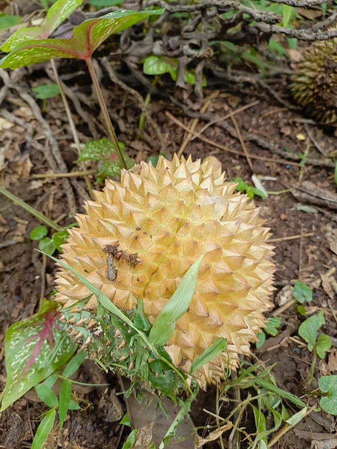 Durian in the forest stock image. Image of forest, grass - 377935919