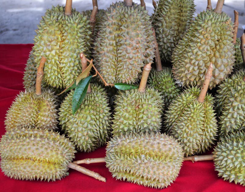 Durian stock image. Image of healthy, pungent, sharp - 42429291