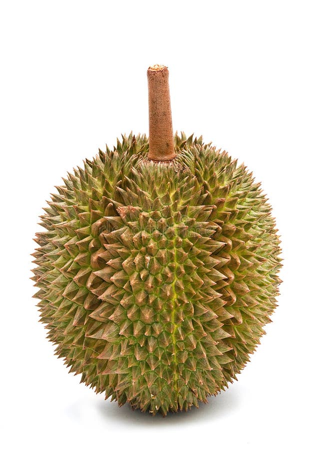 DURIAN FRUIT stock photo. Image of southeast, shell, fresh - 24038264