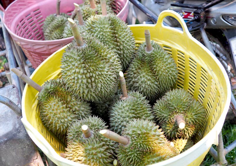 Durian fruit in a basket stock photo. Image of market - 104892960
